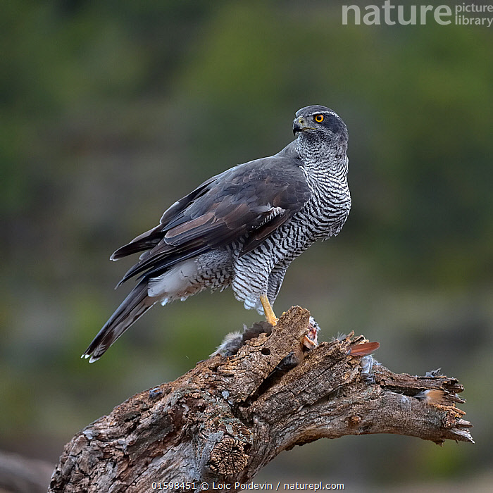 Stock photo of Northern goshawk (Accipiter gentilis) male eating Red ...