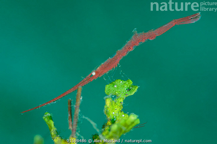 Stock photo of Red ocellated tozeuma shrimp (Tozeuma lanceolatum ...