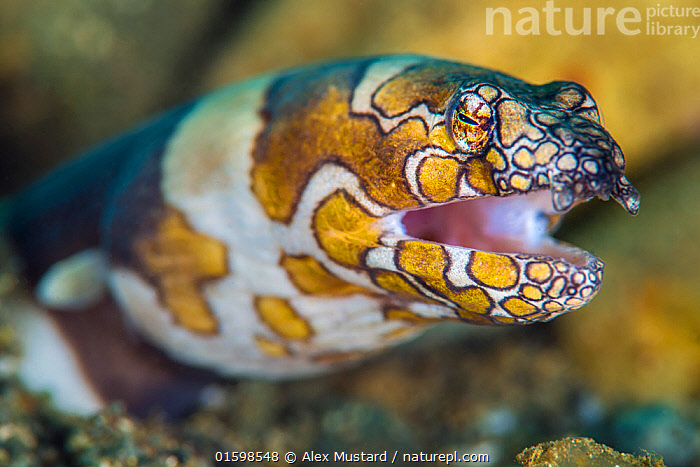 Smiling Snake Eel