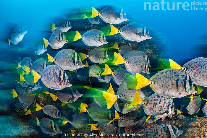 Stock photo of RF - Long exposure of a school of yellowtail surgeonfish ...