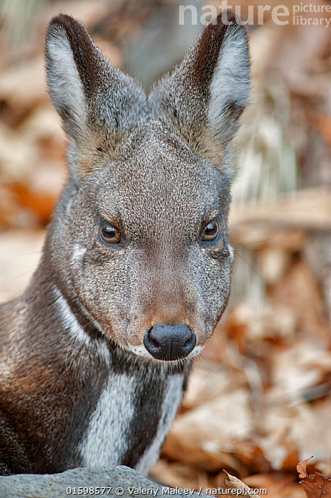 Musk Deer