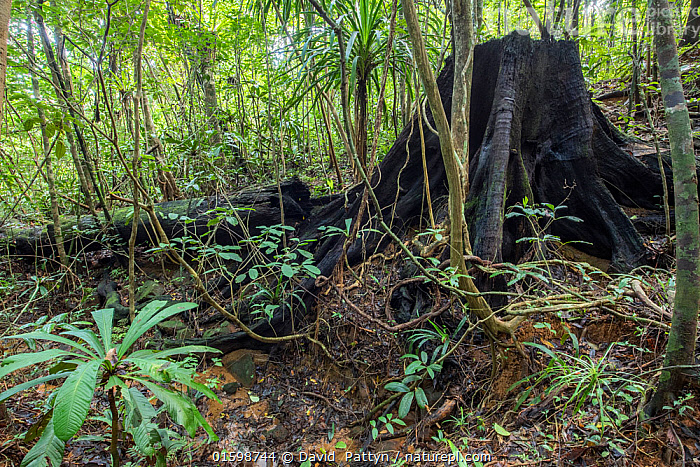 Stock photo of Lowland rainforest habitat landscape with huge hardwood ...