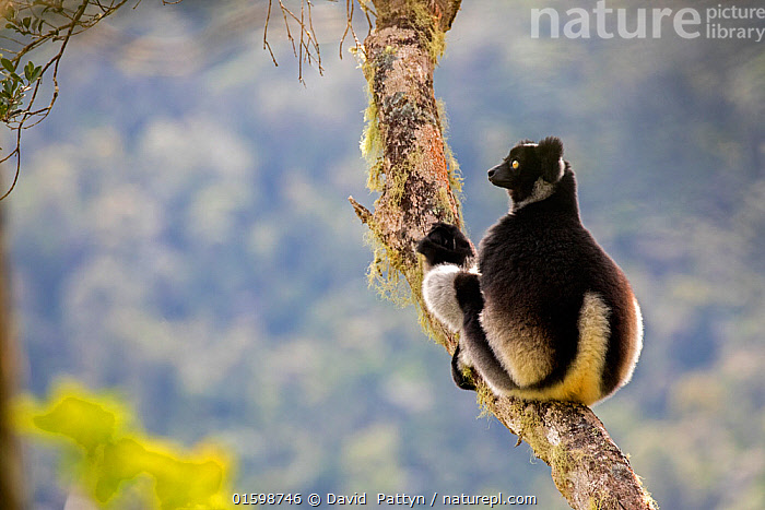 Stock photo of Indri (Indri indri) portrait while sitting in a tree ...