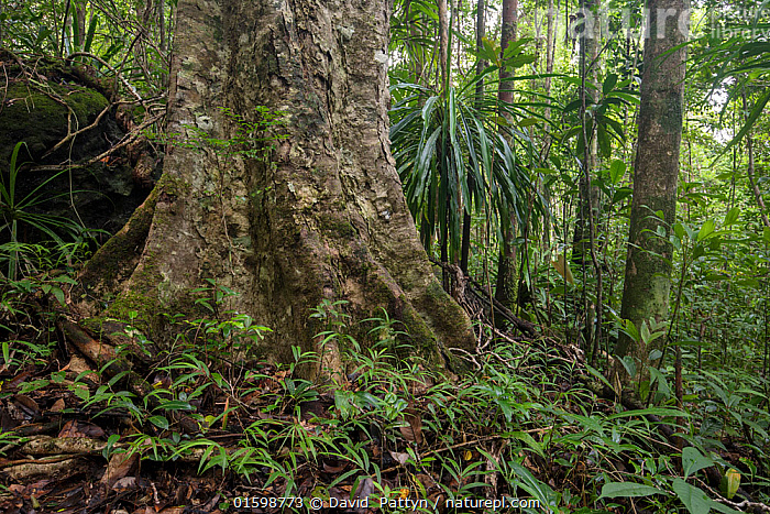 Stock photo of Primary lowland rainforest landscape. Masoala National ...