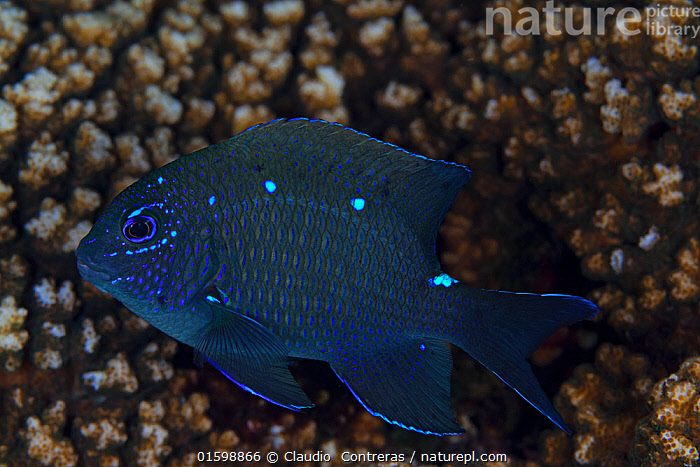 Stock photo of Giant damselfish (Microspathodon dorsalis) juvenile, San ...