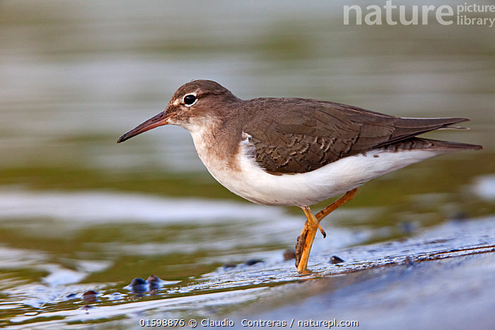 Stock photo of Spotted sandpiper (Actitis macularia), Copalita River ...