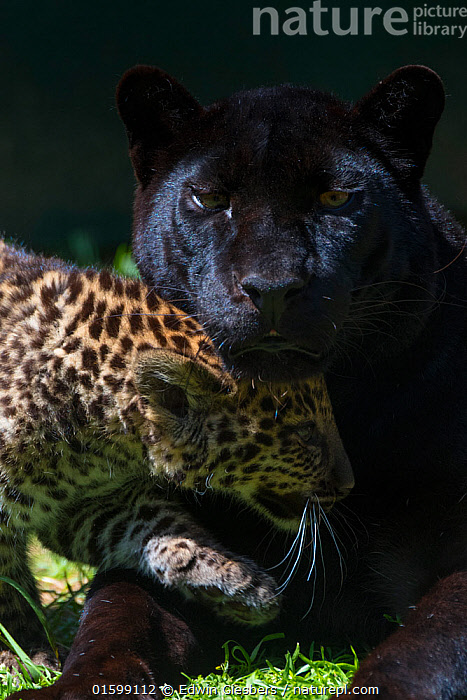 Stock photo of Black panther / melanistic Leopard (Panthera pardus ...