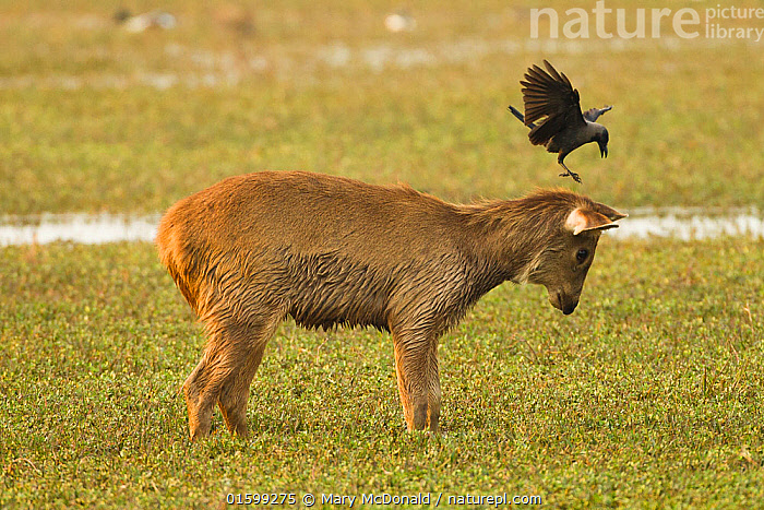 Stock photo of Sambar deer (Rusa unicolor) fawn in marsh with House ...