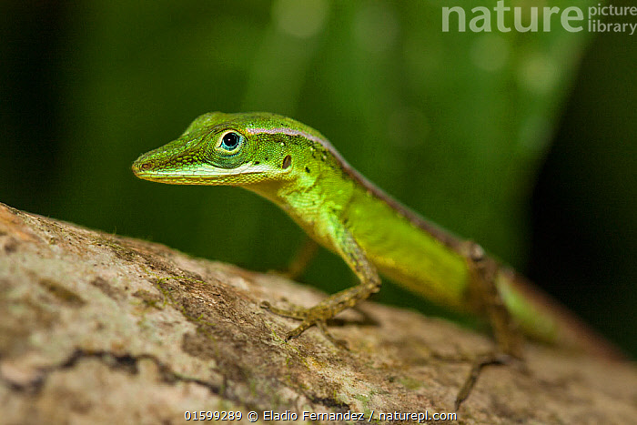 Stock photo of Yateras anole lizard (Anolis cyanopleurus) Monte Verde ...