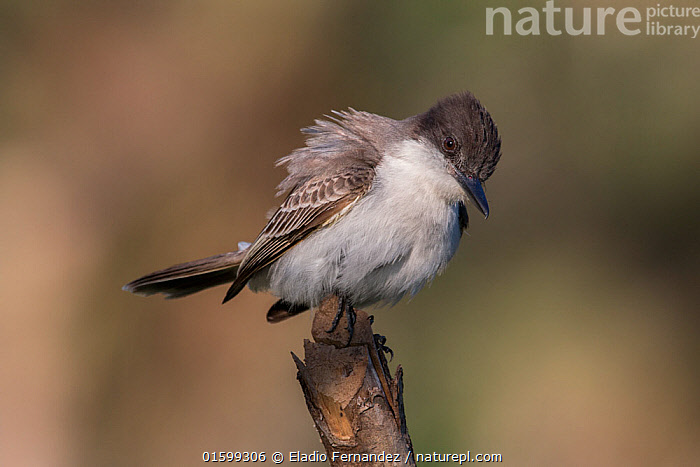 Stock photo of Loggerhead kingbird (Tyrannus caudifasciatus) with ...