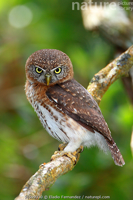 Stock photo of Cuban pygmy owl (Glaucidium siju) Cuba. Endemic ...