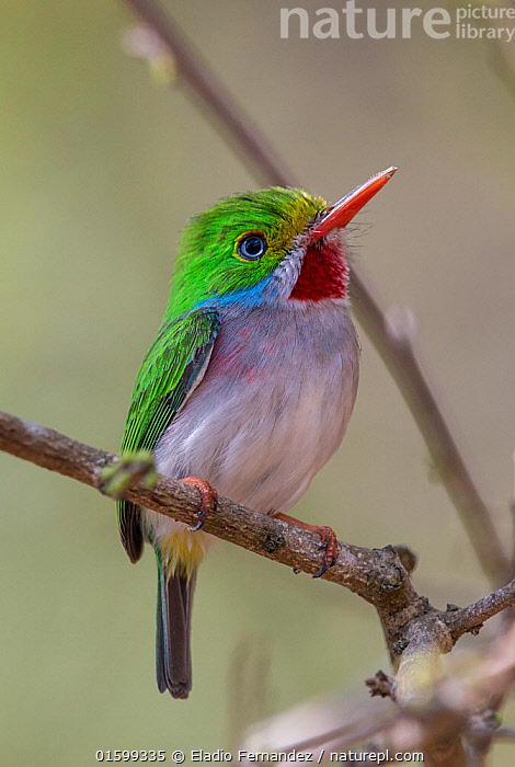 Stock photo of Cuban Tody (Todus multicolor) perched, Cuba. Endemic ...