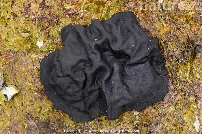 Stock photo of Black bulgar fungus (Bulgaria inquinans) growing from a ...