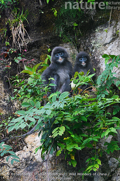 Stock photo of Phayre's leaf monkey (Trachypithecus phayrei) mother and ...