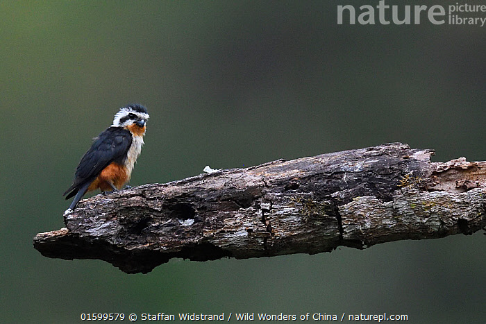 Stock photo of Pied falconet (Microhierax melanoleuco) perched on a ...