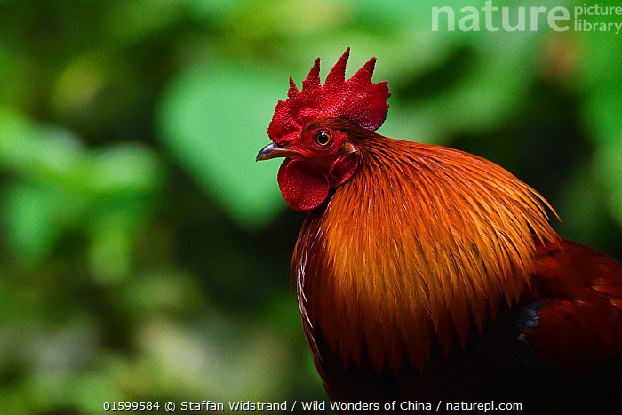 Stock photo of Red jungle fowl (Gallus gallus) bird portrait ...