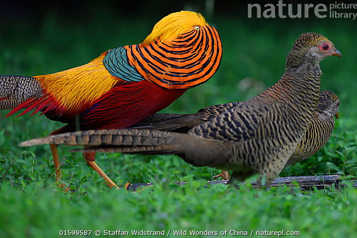 Stock photo of Golden pheasant (Chrysolophus pictus) displaying to ...