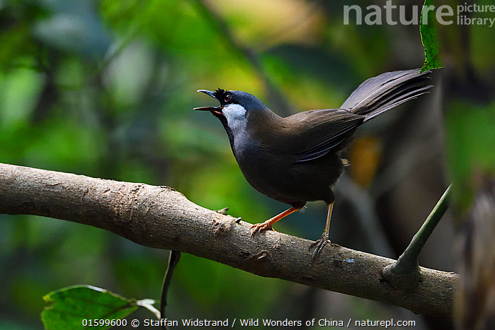 Stock photo of Black-throated laughing thrush (Garrulax chinensis) on ...