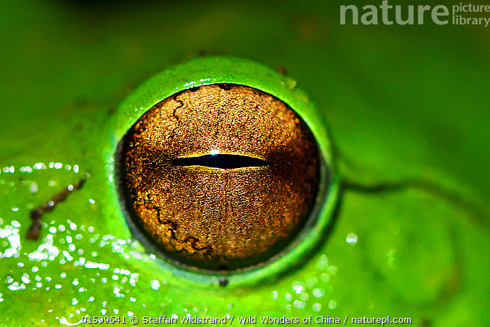 Stock photo of Picture of the eye of a Giant tree frog (Rhacophorus ...