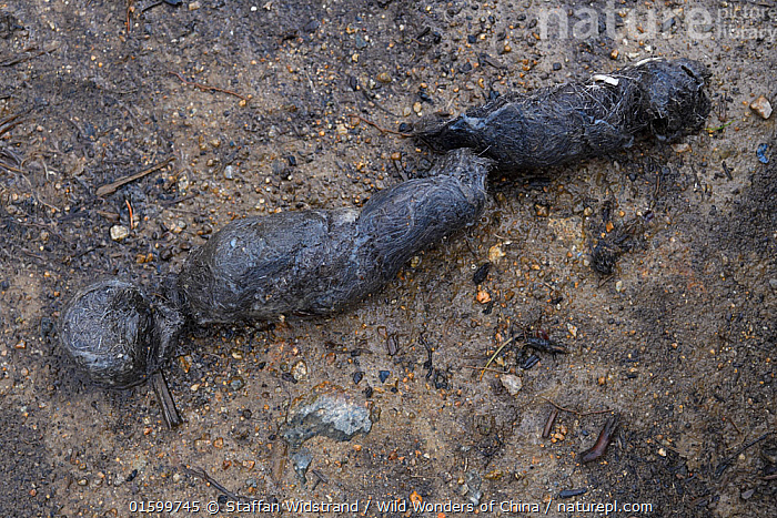 Stock photo of Wolf (Canis lupus) scat / droppings, in the Baima Snow ...