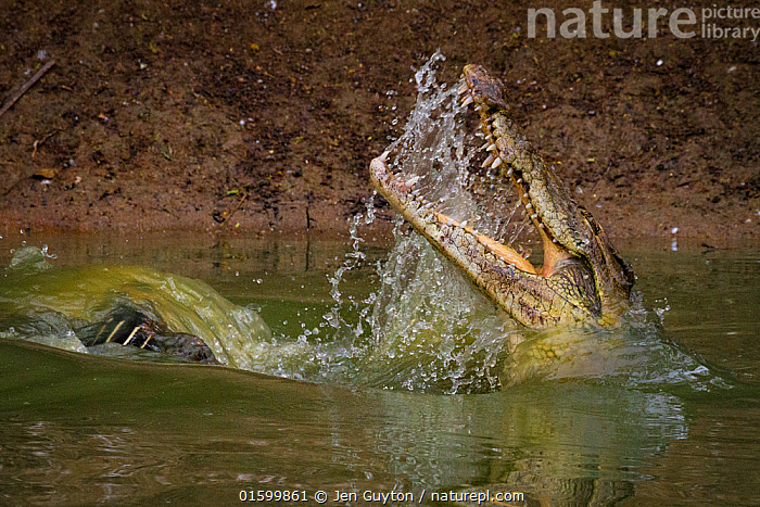 Crocodiles Eating Prey