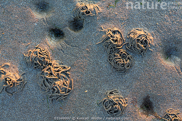 Stock photo of Lugworm / Sandworm (Arenicola marina) holes and casts on ...