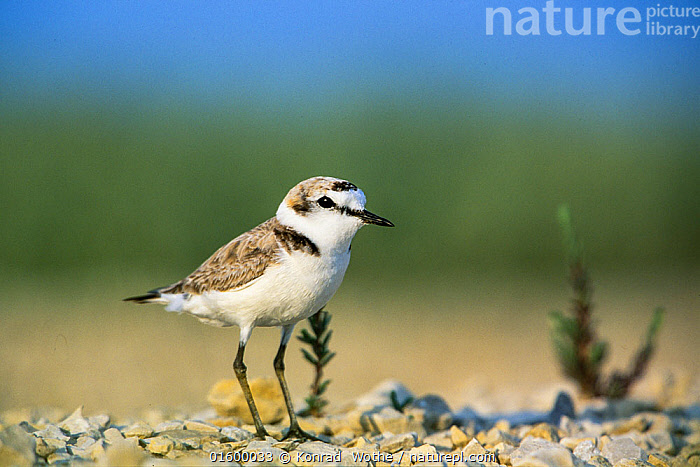 Stock photo of Kentish plover (Charadrius alexandrinus) male, Camargue ...