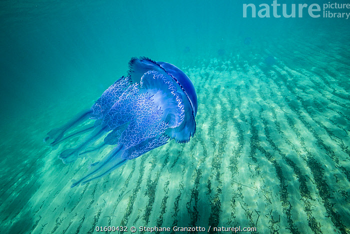Stock photo of Jellyfish (Rhizostoma pulmo) Mediterranean sea, Corsica ...