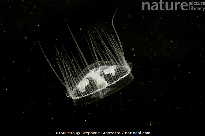 Stock photo of Freshwater jellyfish (Craspedacusta sowerbii) Angers ...