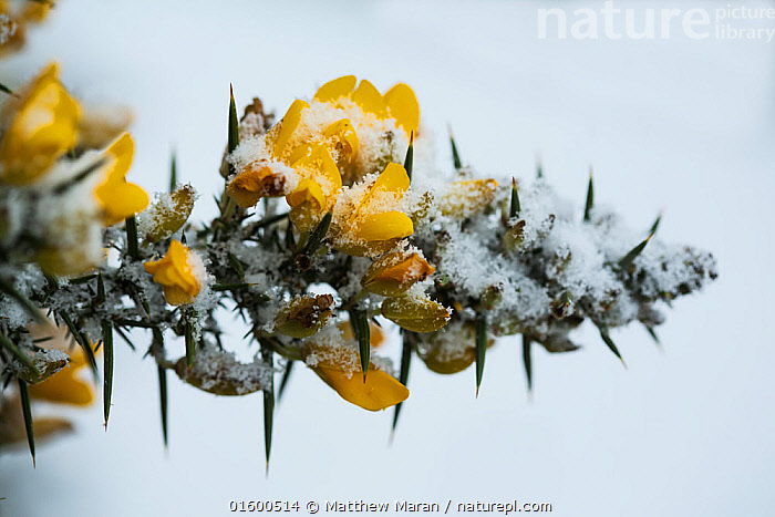 Stock photo of Western gorse (Ulex galli), flowers with snow, East ...