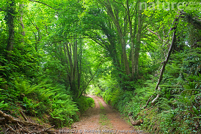 Stock photo of Sunken pathway or hollow way, Devon, England, UK, June ...