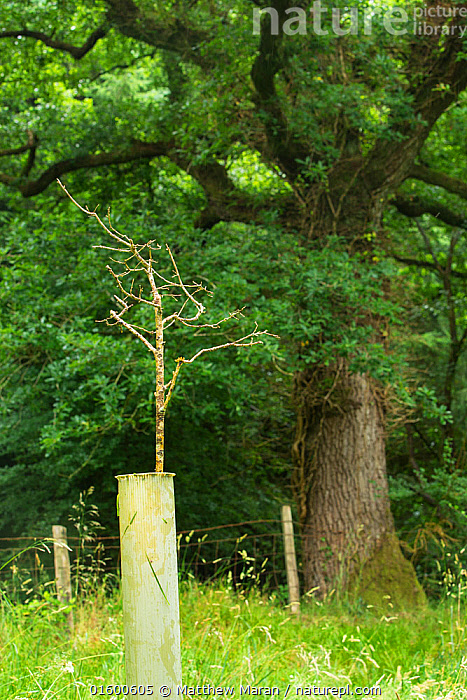 Stock photo of Young Oak tree (Quercus robur) with Grey squirrel ...