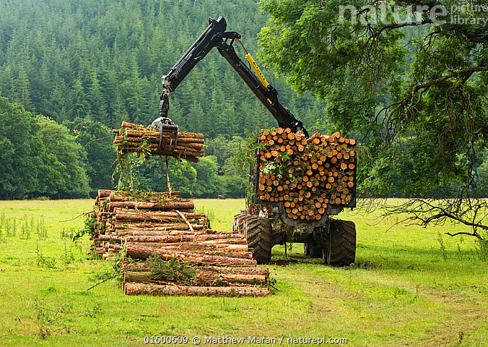 Stock photo of Pine plantation commercial forest harvesting, Devon ...