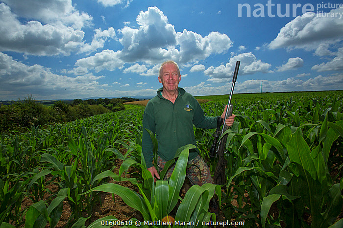 Stock photo of Game keeper in a cover crop field used for pheasant ...