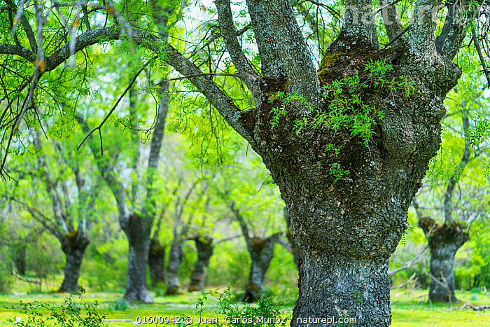Stock photo of Pollarded Ash (Fraxinus excelsior) woodland, Herreria ...