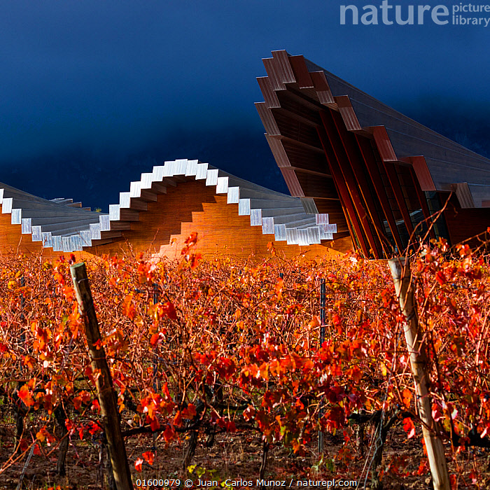 Stock photo of Vineyard in autumn, Ysios Winery, La Rioja, Sierra De ...