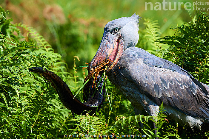 Stock photo of Shoebill stork (Balaeniceps rex) female feeding on a ...