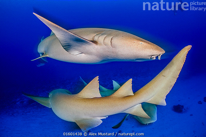 Stock photo of Tawny nurse shark (Nebrius ferrugineus) group ...