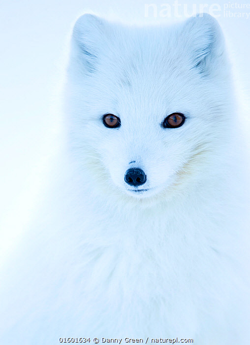 Stock photo of Arctic fox (Alopex lagopus), in winter coat portrait ...