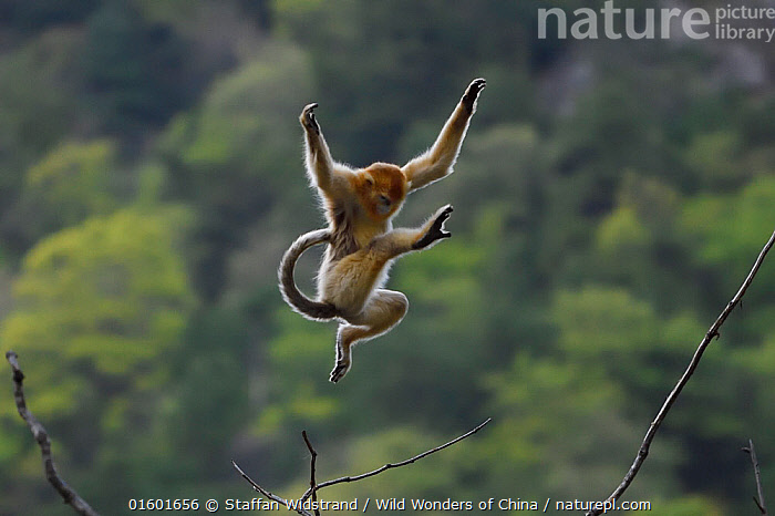 Stock photo of Golden snub-nosed monkey (Rhinopithecus roxellana ...