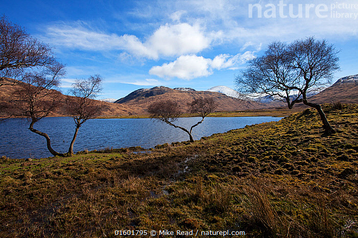 Stock photo of Downy birch (Betula pubescens) beside Loch Ba, Isle of ...
