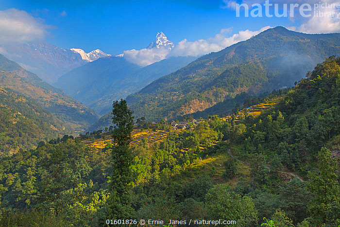 Stock photo of The mountain village of Ghandruk in the Modi Khola ...