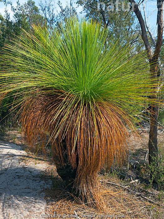 Stock photo of Grass-tree (Xanthorrhoea australis) Tasmania, Australia ...