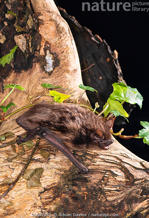 Stock photo of Serotine bat (Eptesicus serotinus) on tree. Captive ...