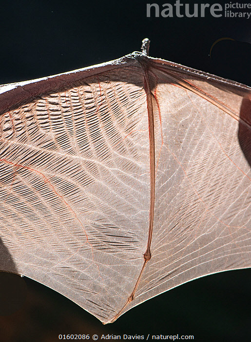 Stock photo of Serotine bat (Eptesicus serotinus), detail of fifth ...