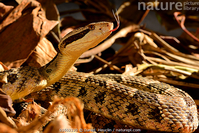 Stock photo of Fer-de-lance (Bothrops lanceolatus) captive, endemic to ...