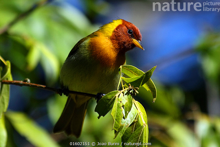 Stock photo of Rufous headed tanager (Hemithraupis ruficapilla) male ...