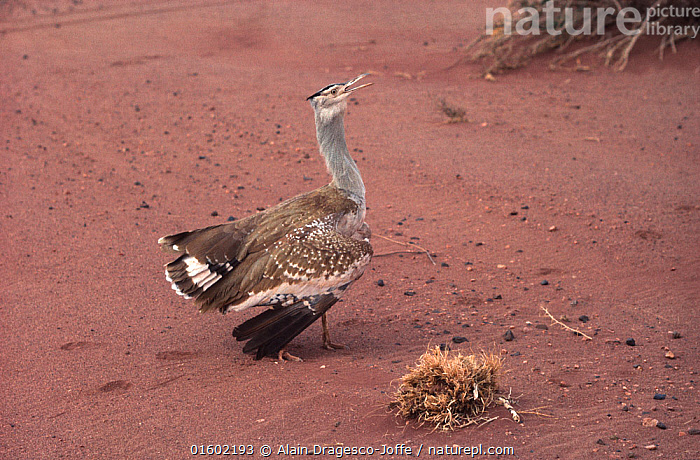 Stock photo of Arabian bustard (Ardeotis arabs) adult male displaying ...