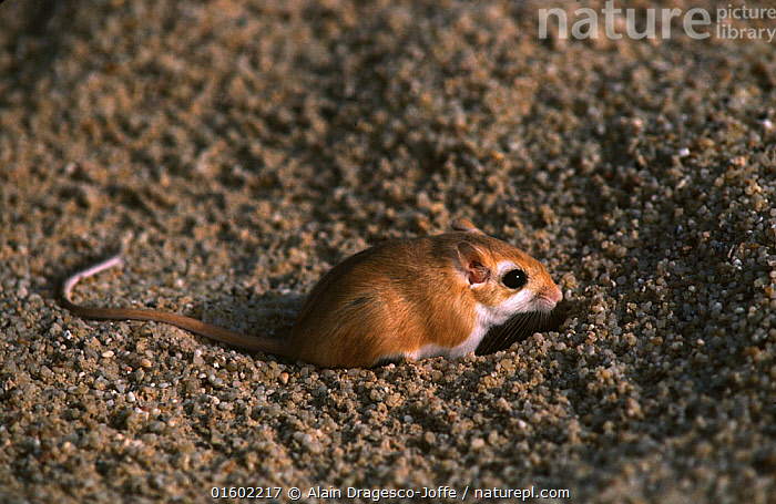 Stock photo of Hairy footed gerbil (Gerbillus latastei) in Sahara ...