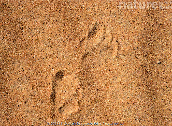 Stock photo of Striped hyena (Hyaena hyaena) footprints, showing ...